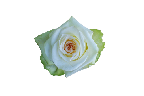 CANDLELIGTH | Enigma Roses