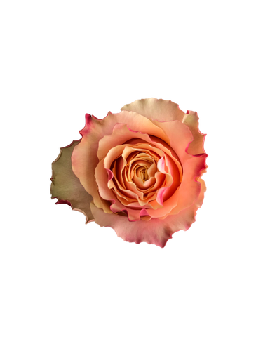 CARPE DIEM | Enigma Roses