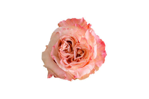 SHIMMER | Enigma Roses