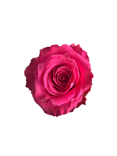 FULL MONTY | Enigma Roses