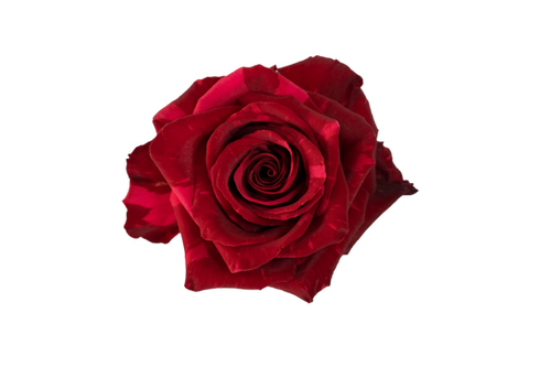 RED PANTER | Enigma Roses