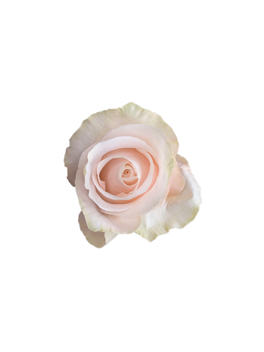 POMAROSA | Enigma Roses