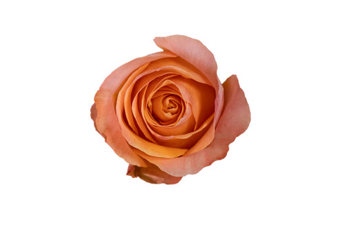 CORAL REEF | Gw Flowers