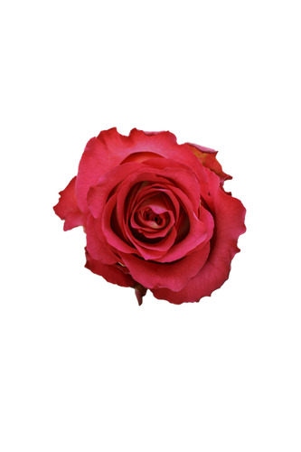 IGUAZU | Enigma Roses