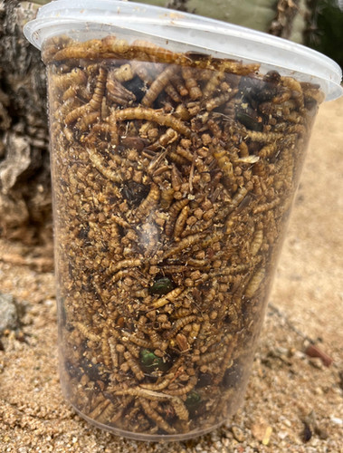 TucsonHedgehog Insectivore Grub - “The Original” | Tucson hedgehogs
