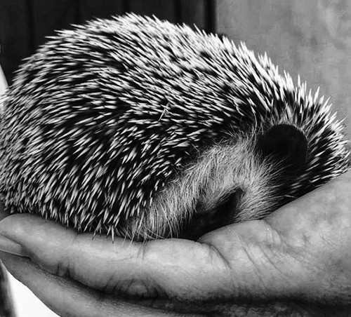 The Hedgie Guru Lesson - In Person handling and bonding with hedgehogs ...