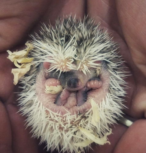 The Hedgie Guru Lesson - In Person handling and bonding with hedgehogs ...