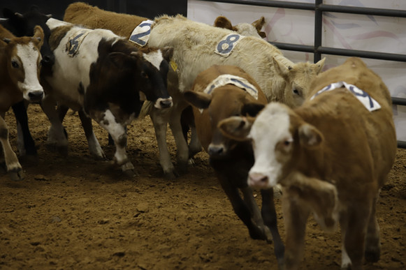 Ranch Sorting of America | ranch sorting texas | 33525 Cameron Road ...