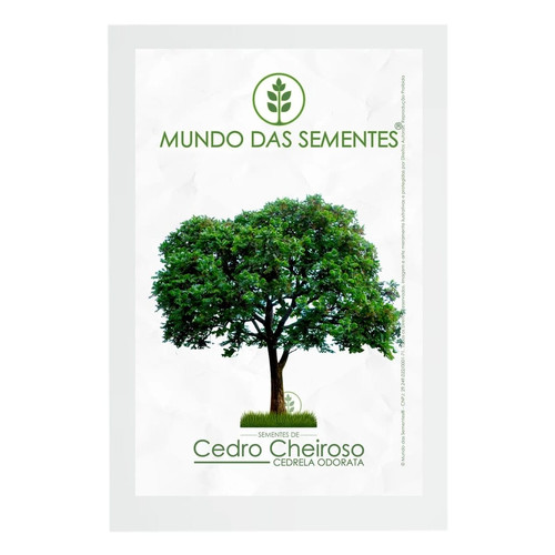 Sementes de Cedro Cheiroso | Verão | Cedrela odorata | Mundo Das ...