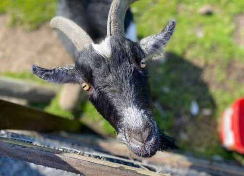 Feed Henry the Goat | puffincroft