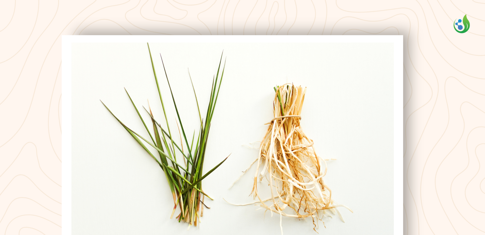 Kentucky Bluegrass and Rhizomes: Cytokinins in Turfgrass