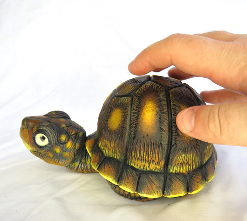 "Brucie" the baby Eastern Box Turtle | Cara Bevan Fine Art