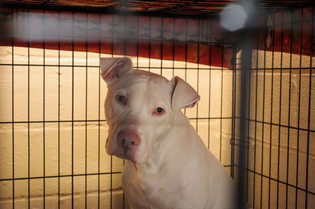 Top 10 Animal Homelessness Facts That everyone should know