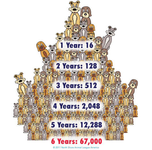 Top 10 Animal Homelessness Facts That everyone should know