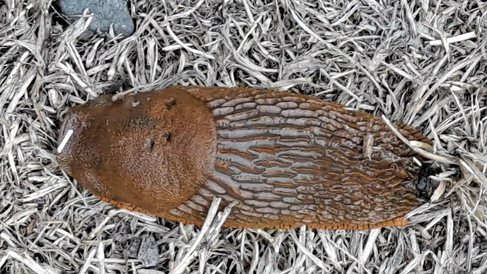 Slugs? Again? Always!