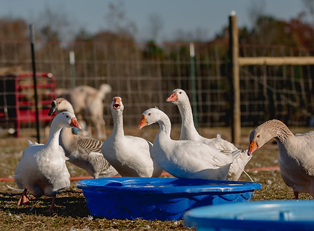 MEET THE ANIMALS | Cog Hill Farm