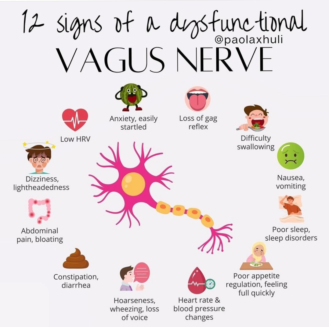 THE POWER OF THE VAGUS NERVE