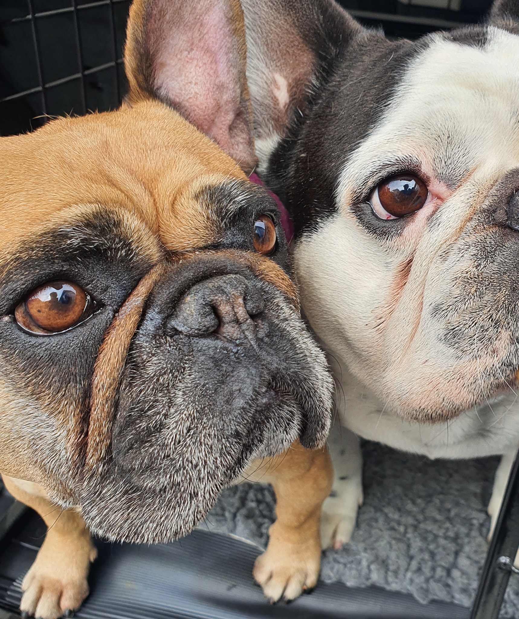 Hundbur | Robusthundburar | Sverige