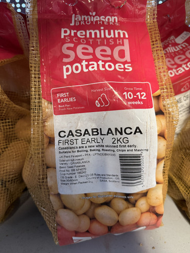 Casablanca Seed Potatoes | Greenside Garden