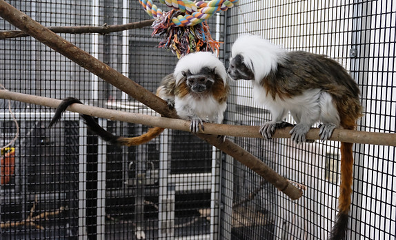 Neiworth Primate Lab | Monkey Research