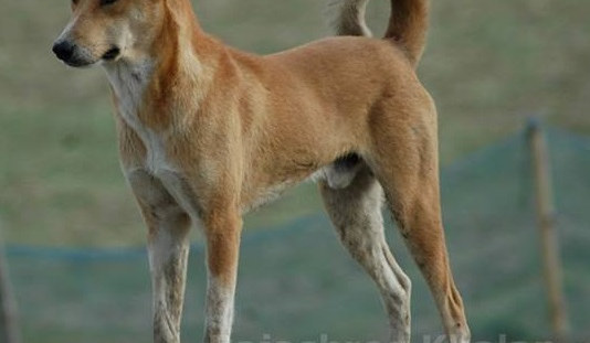 Domestication | Armenian Gampr Club of America