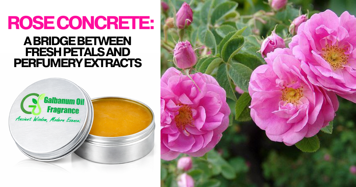 Rose Concrete: The Bridge from Fresh Petals to Rose Absolute
