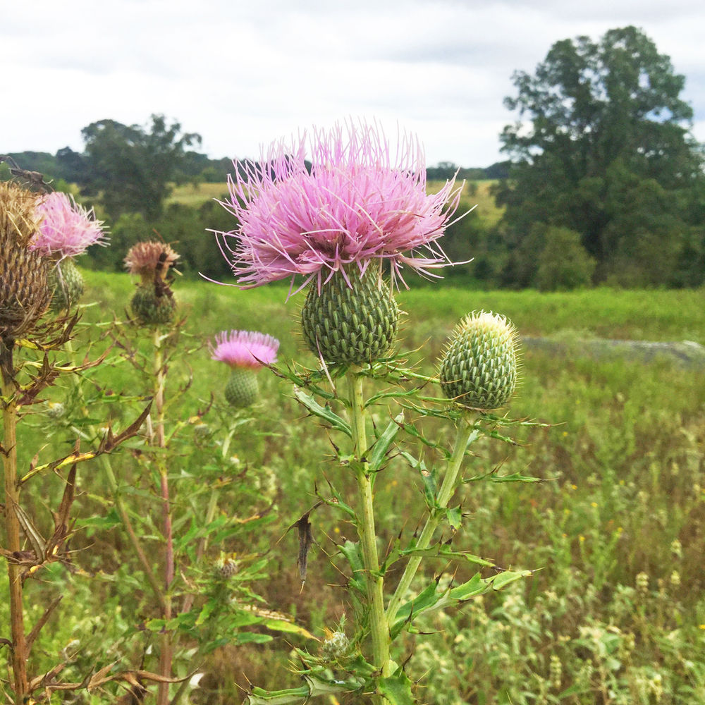 Native Thistle: an Underappreciated Cultural Plant