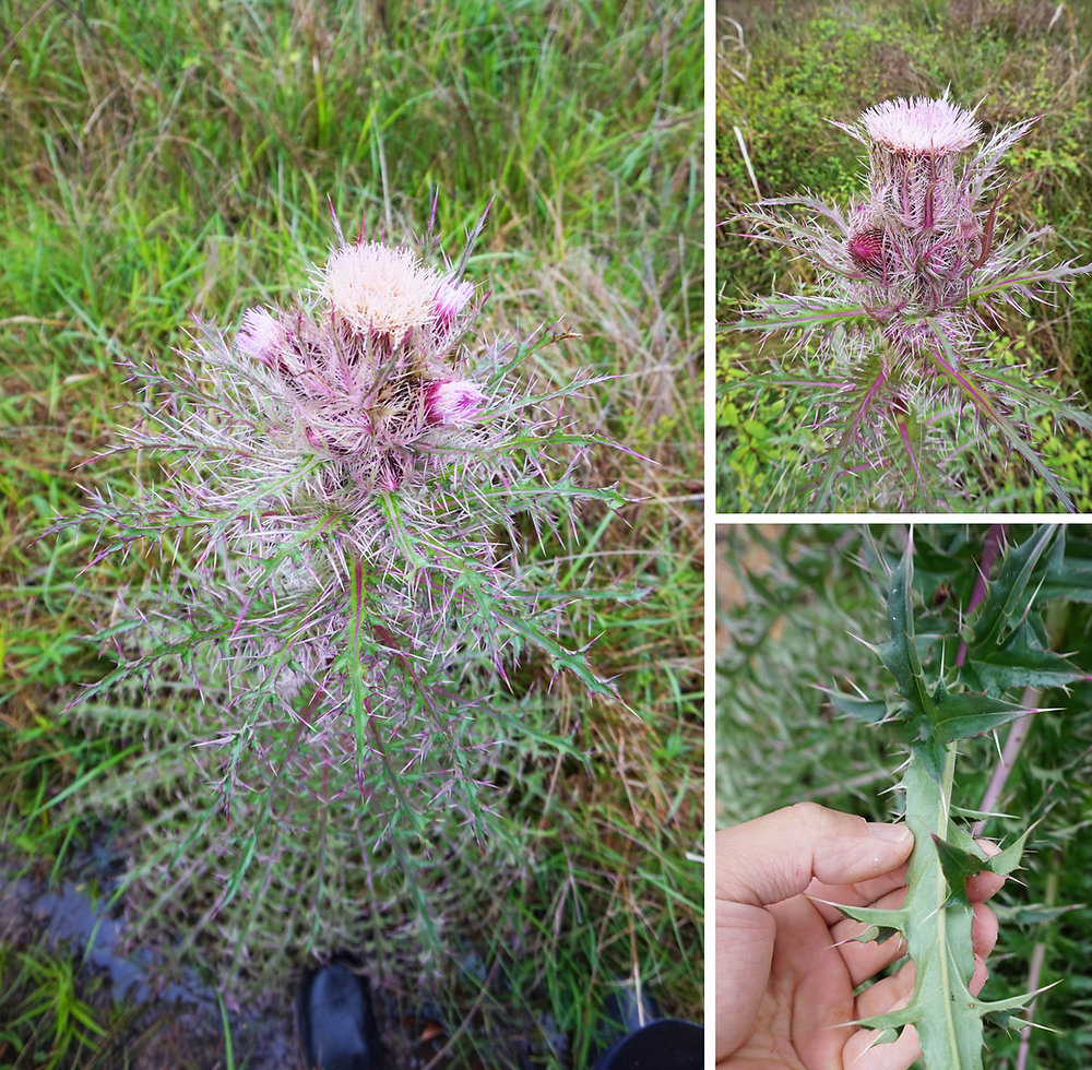 Native Thistle: an Underappreciated Cultural Plant