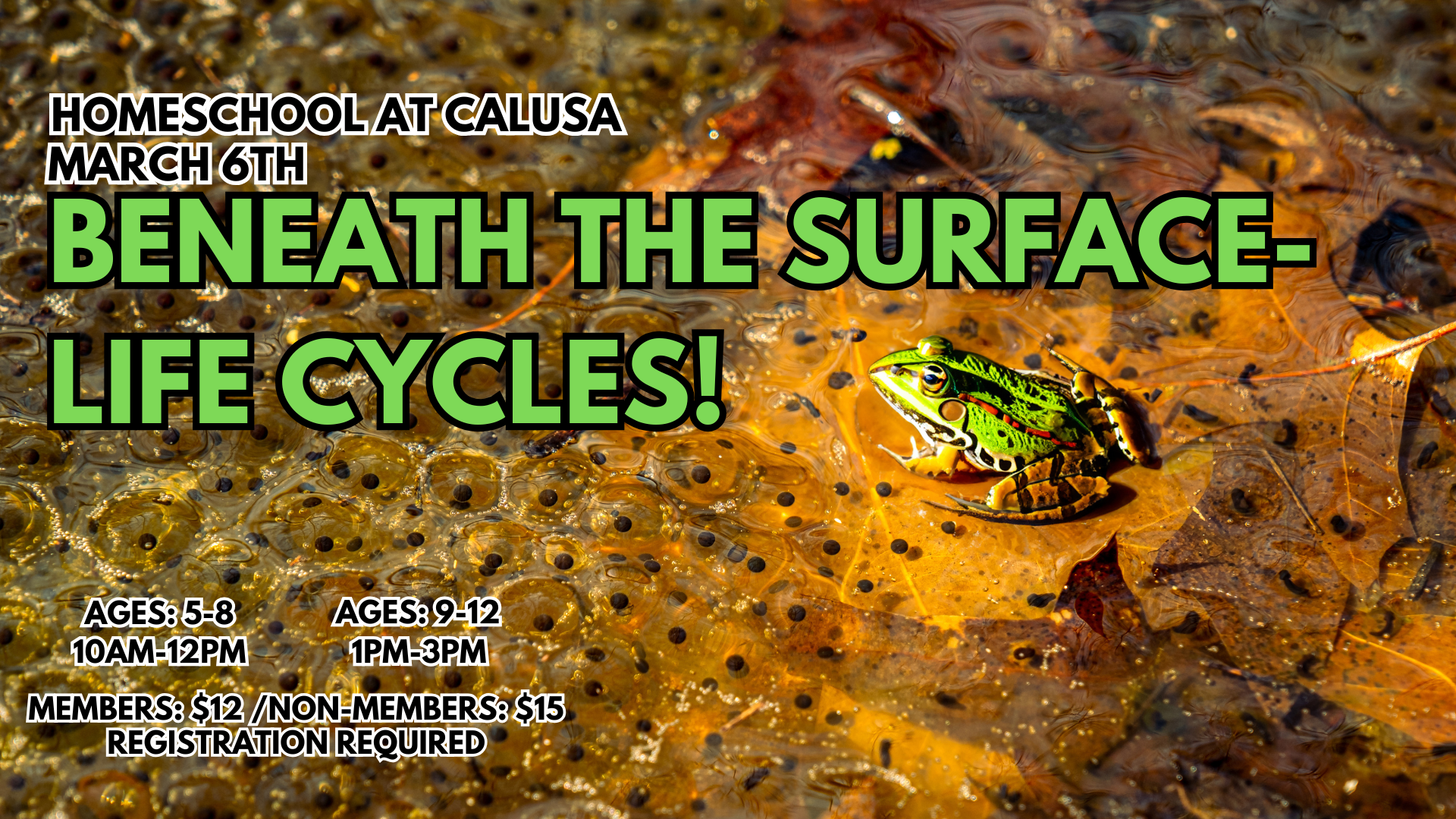 Homeschool: Beneath the Surface (Aquatic Life Cycles) | Calusa Nature ...