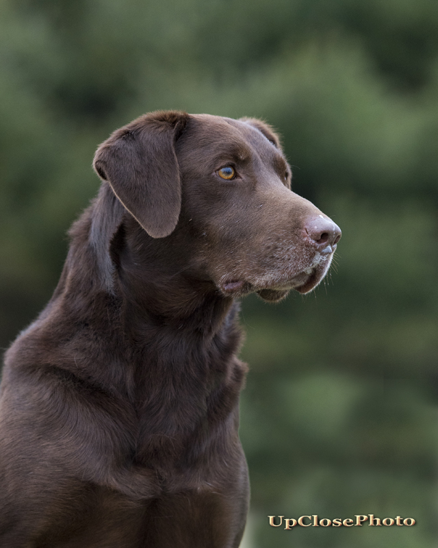 Harness Creek Retrievers