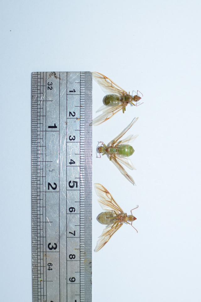 The flying ant invasion