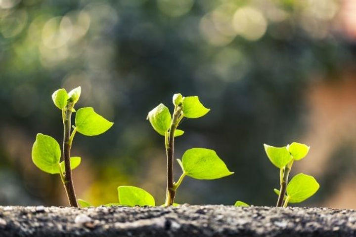 How Do Plants Eat how-do-plants-eat