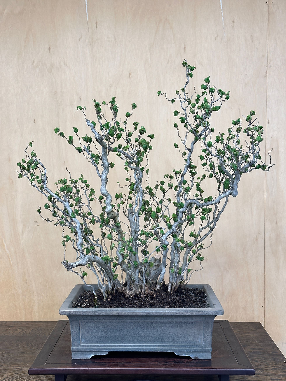 Deciduous Bonsai | Ptbonsai