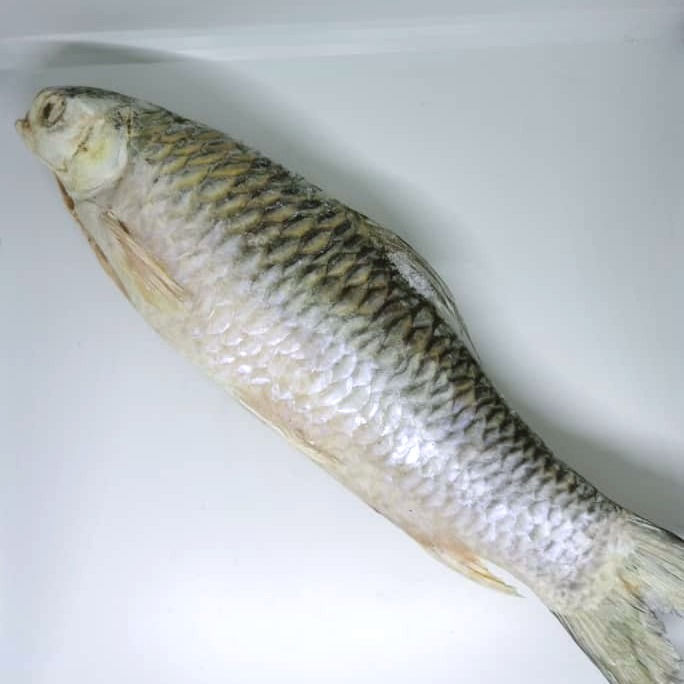 Sultan Fish (Ikan Jelawat / 苏丹鱼), gutted | Size: 1.3kg | WAN WAN Malaysia