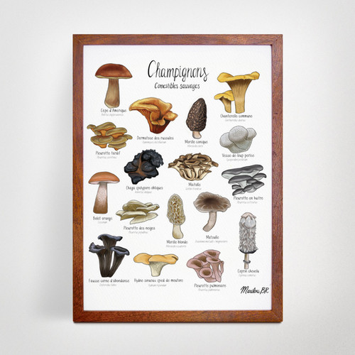 Affiche champignons comestibles | Marilou BR