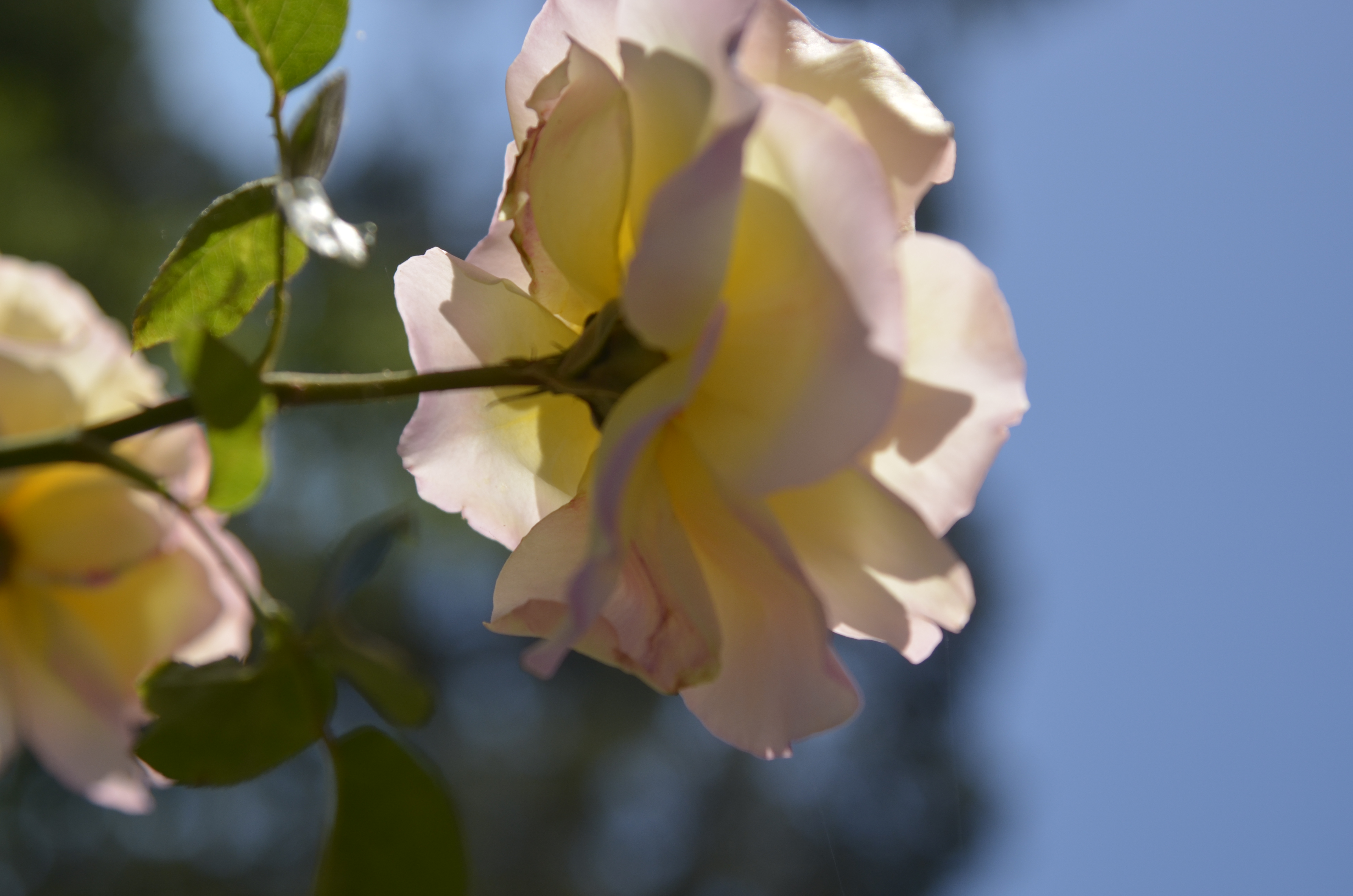 Join/Renew | American Rose Society