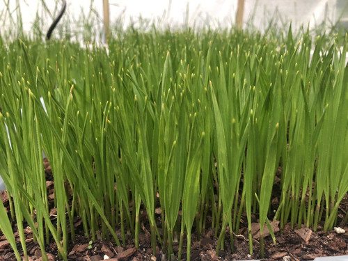 Bulk California Fan Seedlings | Buy Palms Online