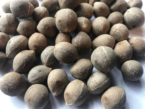 Pindo Palm Seeds | Buy Palms Online