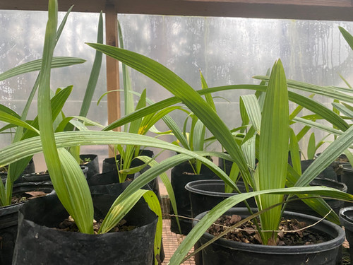 Sabal Mexicana 12”-14” | Buy Palms Online