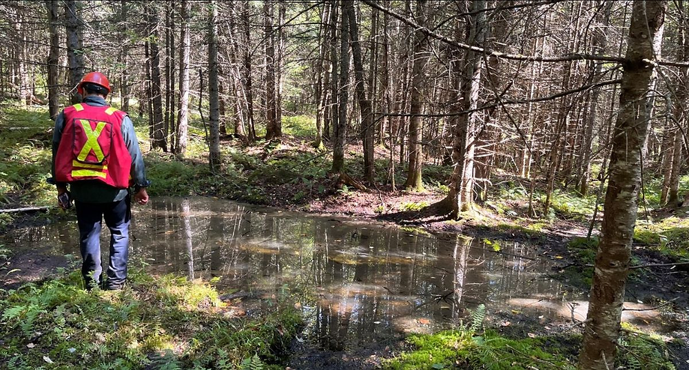 A Major Milestone for the PIVOT Forest Project: Issuance of 83,999 ...