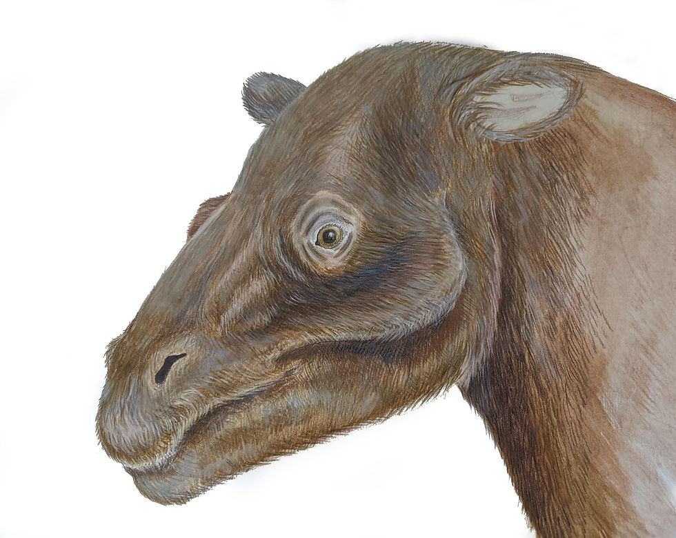 Paleoart | Kate LoMedico Marriott