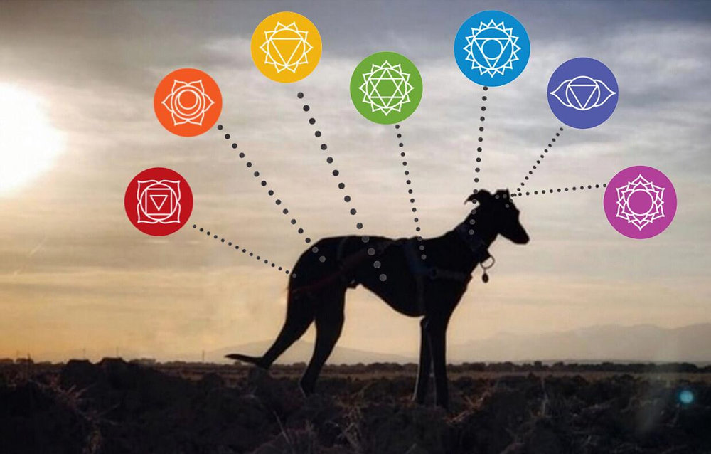 LOS CHAKRAS EN LOS ANIMALES