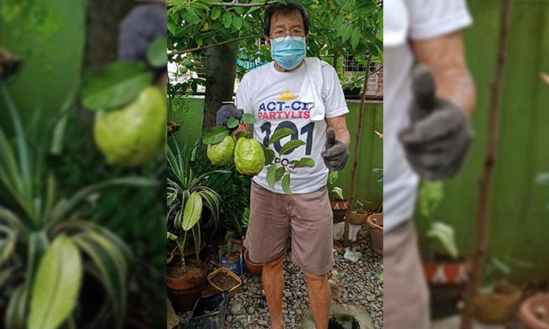 Bayabas, pampaganda ng kutis at pampalakas ng immune system