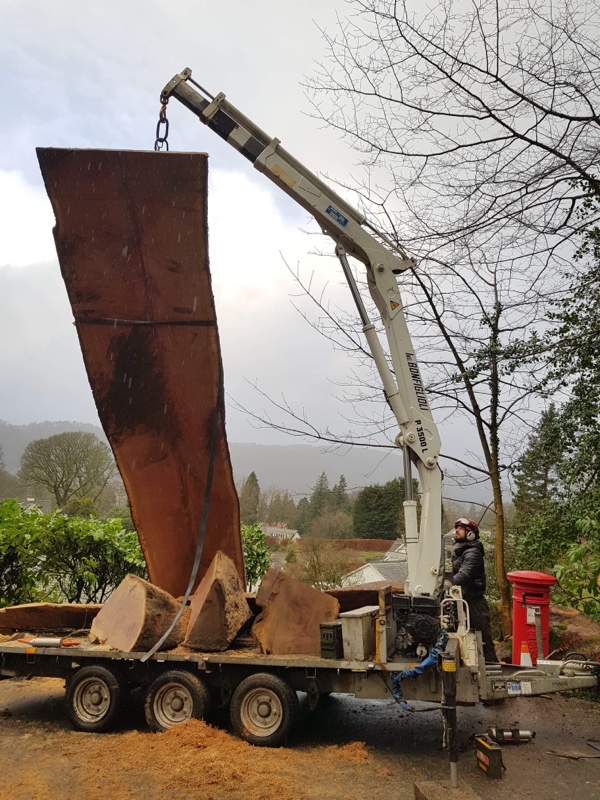 Large oak tree milling project