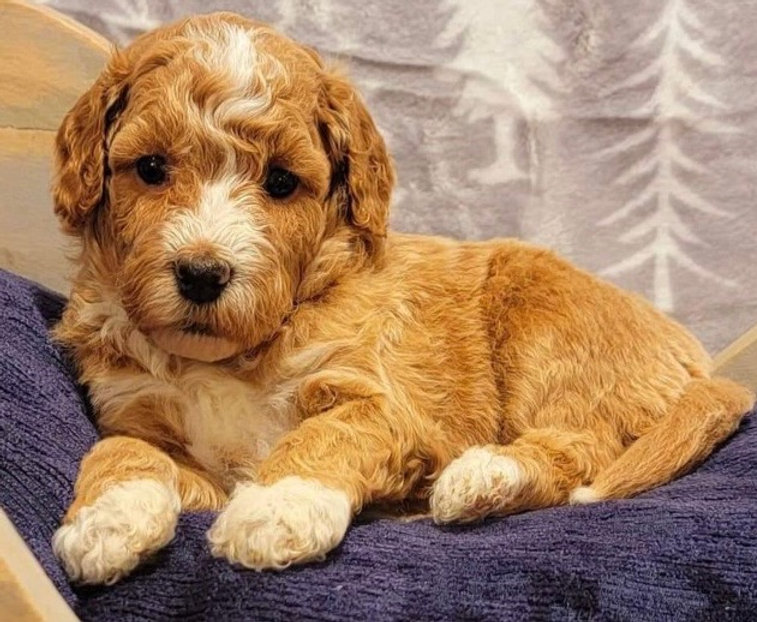 Thinking of becoming a guardian home family? Here are the deets!