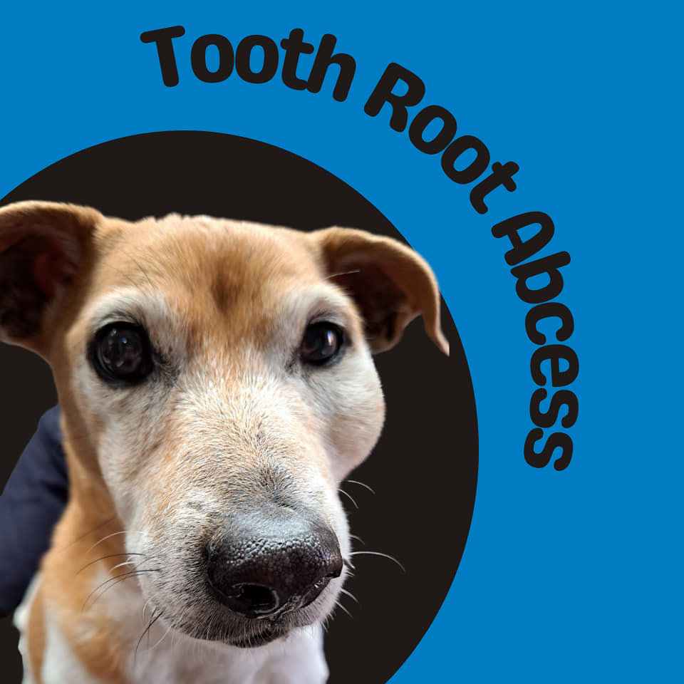 Tooth root abscess