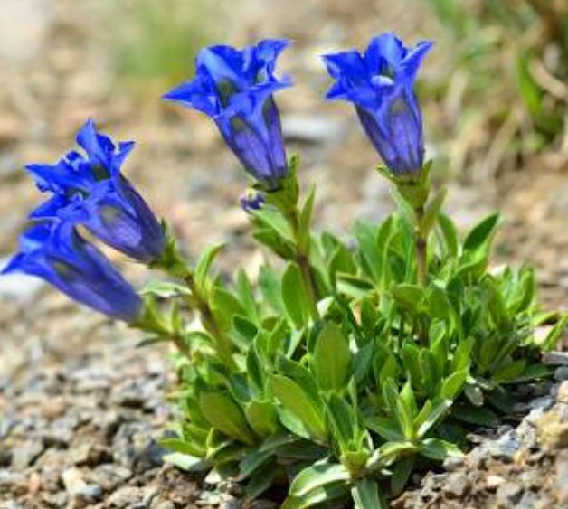 Gentian Violet --an old remedy with many applications.