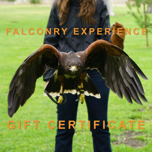 Gift Card - PRIVATE Falconry Experience | Hawk on Hand