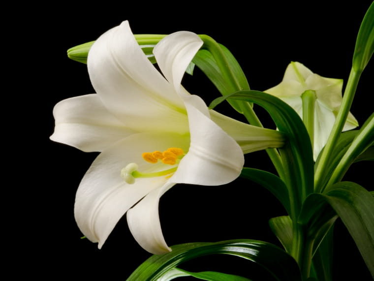 Easter Lilies Poisonous to Cats