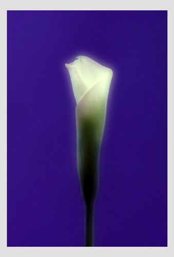 Lily, Praha, 1997 | Robert Vano shop